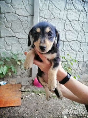 Собака в добрые руки щенок