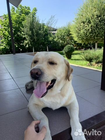 Потерялся лабрадор