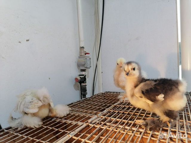 Цыплята брама, кохинхины