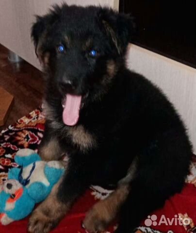 Немецкая овчарка