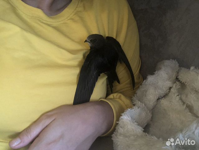 Стриж птица в добрые руки