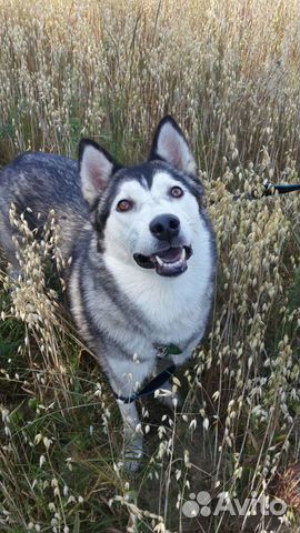 Майя ищет дом