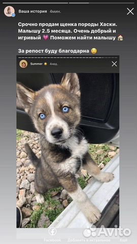 Продам щенка Хаски