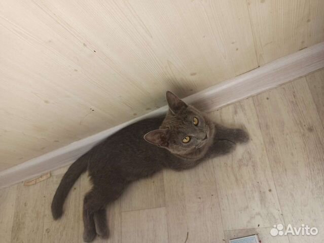 Кошки в добрые руки бесплатно