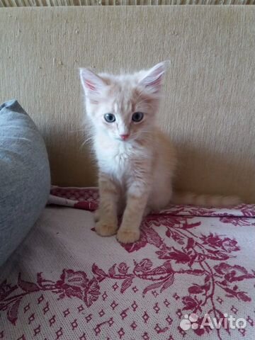 Котенок в добрые руки