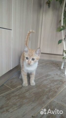 Отдадим котенка