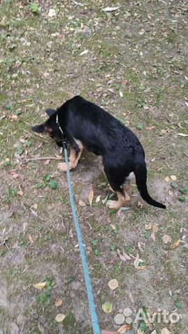 Щенок немки, в добрые руки, девочка, кличка Кара