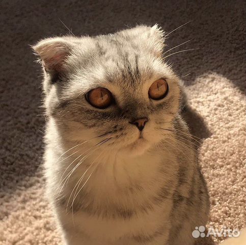 Шотландская вислоухая кошка вязка