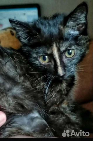 Отдам котёнка