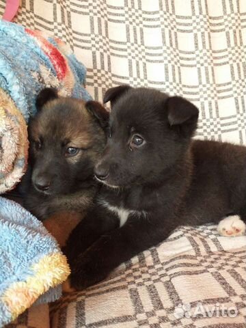 Щенята аля акитята