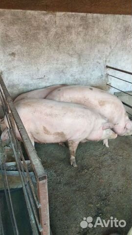 Свиньи ландрас+Украинская белая