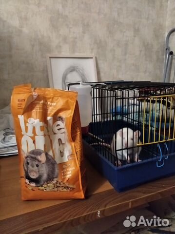 Крыса с клеткой