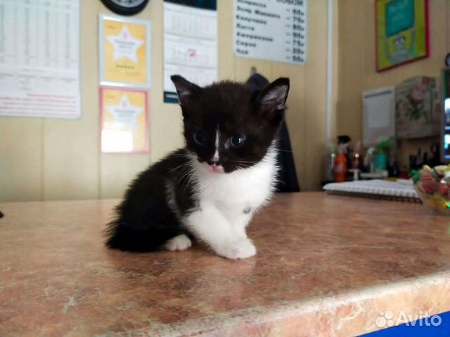 Голубоглазый Бетмен ищет дом