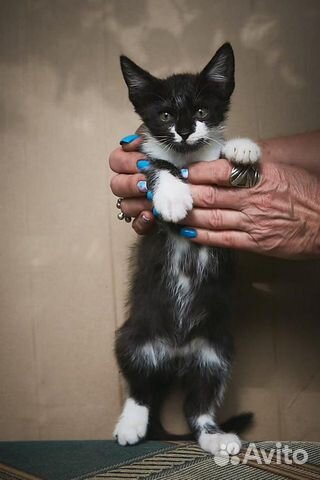 Котенок Маркиз