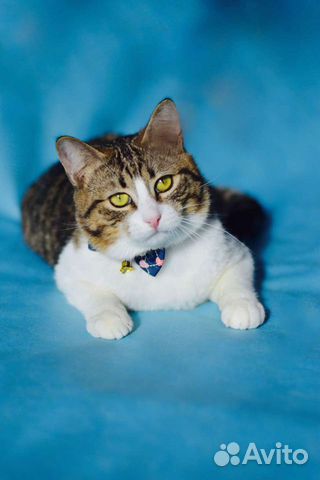 Кот Компот