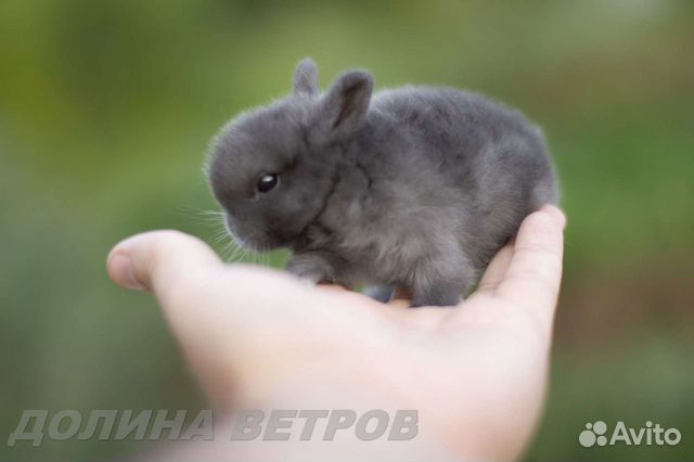 Супер мини кролик голубой минор