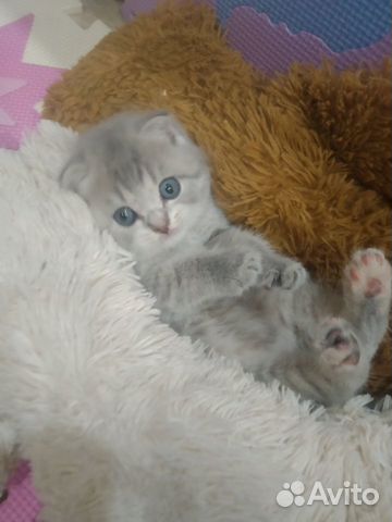 Шотландская вислоухая кошка