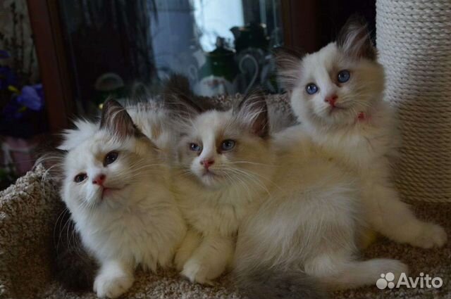 Котята регдолл