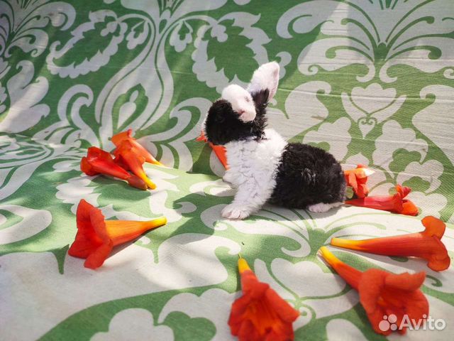 Кучерявые вислоухие барашки