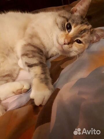 Кошка Милка