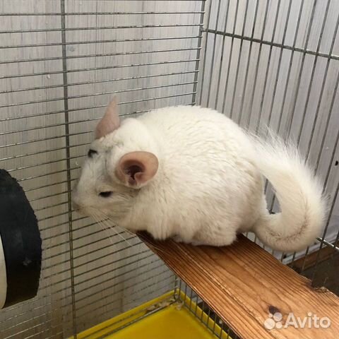 Продается шиншилла (мальчик)