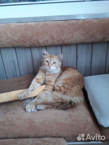 Котик
