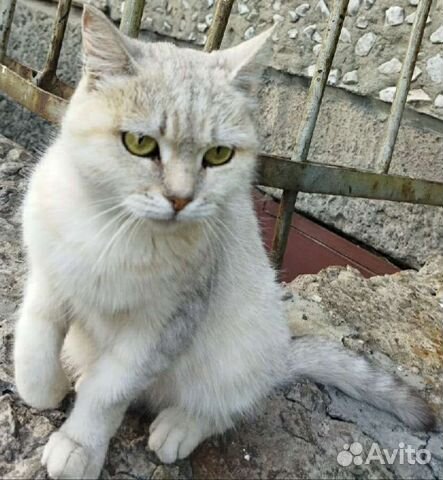 Кошечка
