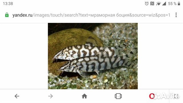 Мраморные боции