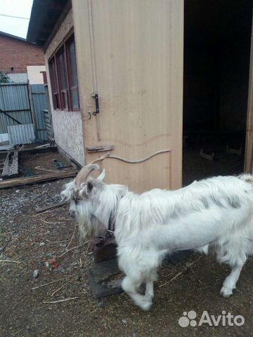 Чешский козел