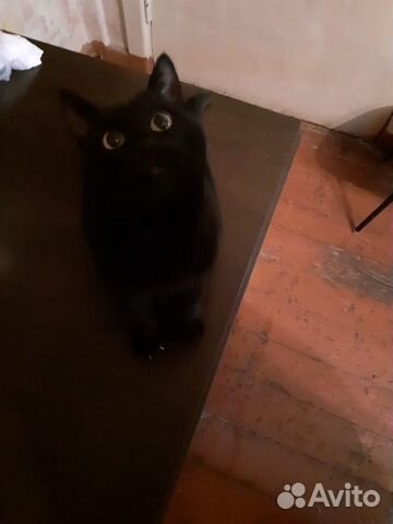Sosкот ищет дом