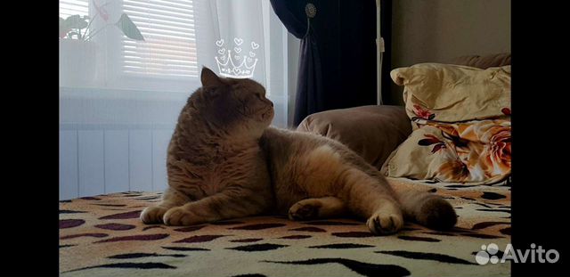 Британский кот бесплатно