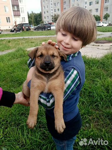Помогите спасти щенка, в добрые руки
