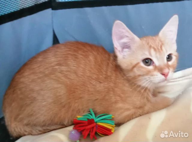 Котенок в добрые руки