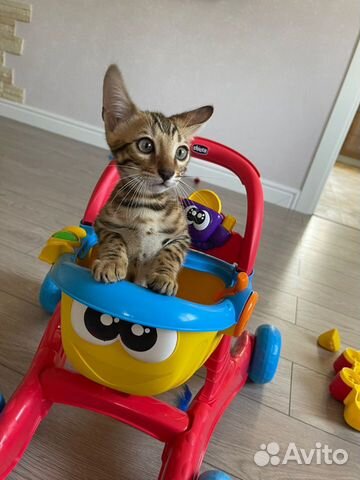 Бенгальские котята