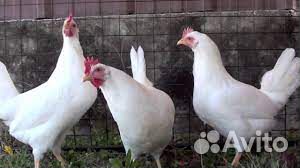 Продам кур -несушек