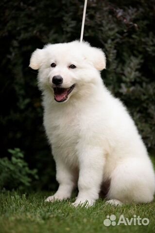 Белая Швейцарская Овчарка бшо девочка