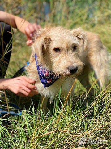 Игрушечный пёсик в дар из приюта