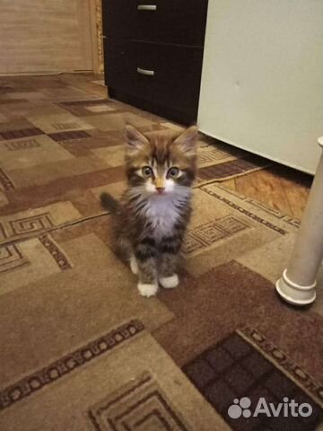 Котеночек в дар