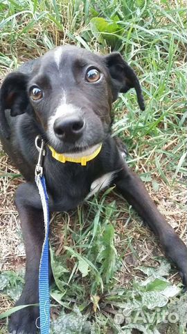 Щенок для квартиры