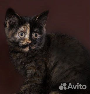 Британская черепашка