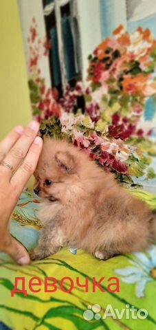 Цвергшпиц) мини помераночка