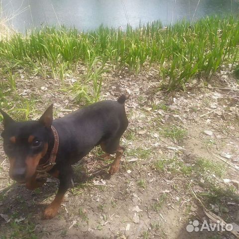 Цвергпинчер в добрые руки