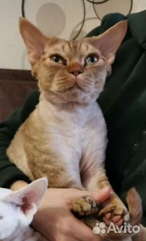 Девон-рекс вязка