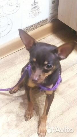 Мини той-терьер щенки продажа