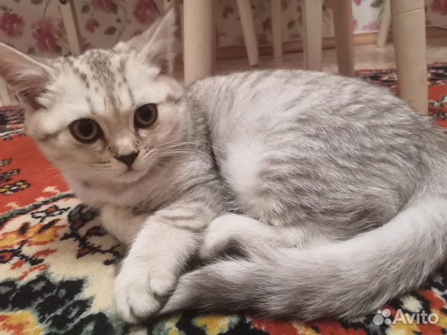 Котенок в добрые руки