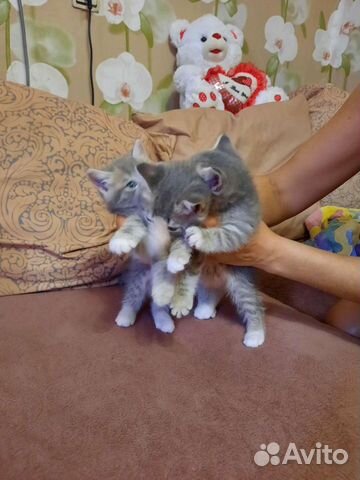 Продаются котята шотландской породы.из 4 штук 1 ма