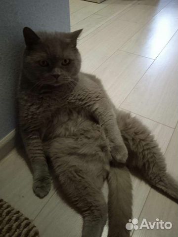 Кот Британец и кот Шотландец