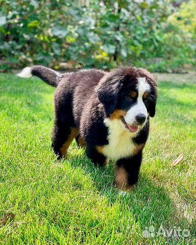 Бернский зенненхунд