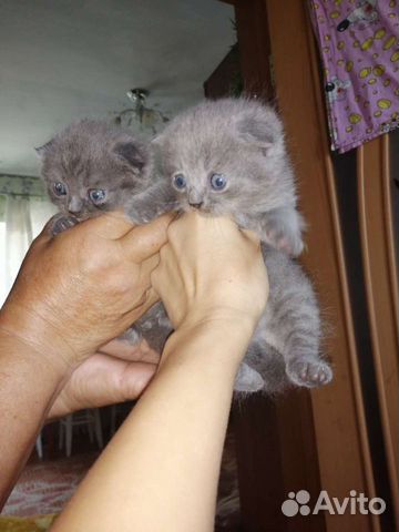 Шотландские вислоухие котята