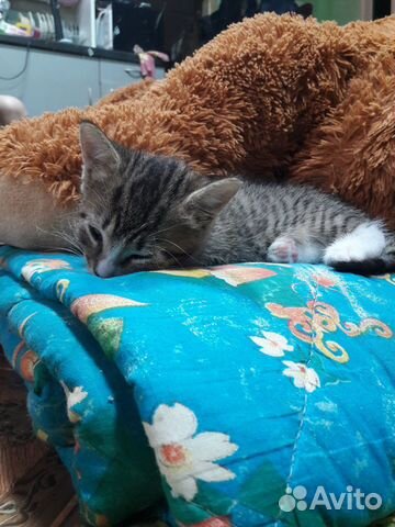 Котенок, 1мес